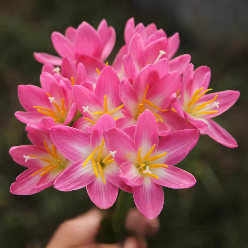Rain Lily ‘Zodiac Surprise’ Bulbs – How to Plant & Care (Zephyranthes ...